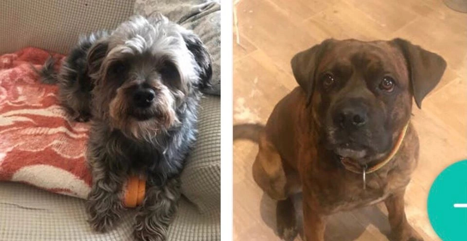 ესპანეთში, იძულებით კარანტინში მყოფებს, გარეთ გასვლის საბაბის ქონისთვის ...